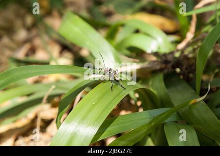 Wild life - Colorful Hemiptera tropical rainforest insect Stock Photo ...