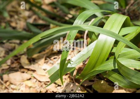 Wild life - Colorful Hemiptera tropical rainforest insect Stock Photo ...