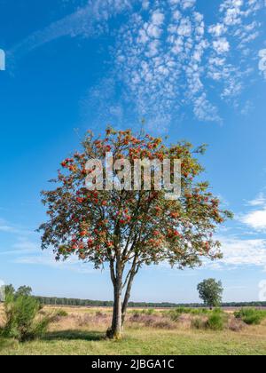 European rowan (Sorbus aucuparia) with fruit, rowan, Rhineland ...