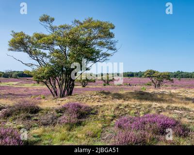 Juneberry trees, Amelanchier lamarkii in field of flowering heather ...