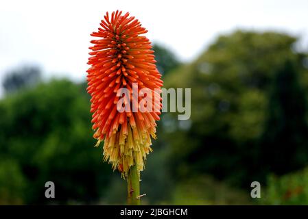 Tall Single Red/Orange Spike Kniphofia (Red Hot Poker) grown in a ...