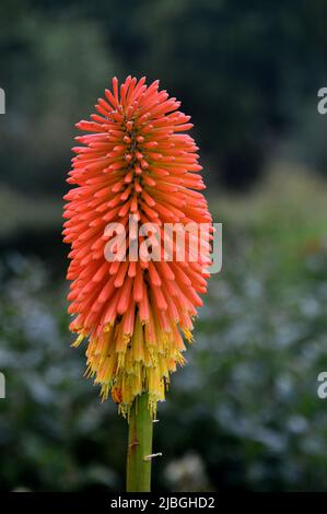 Tall Single Red/Orange Spike Kniphofia (Red Hot Poker) grown in a ...