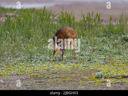 A Female Reeves's Muntjac Deer (Muntiacus reevesi) in Open Ground ...