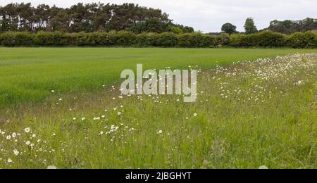 A Field Margin showing environmentally sound farming practice with a ...