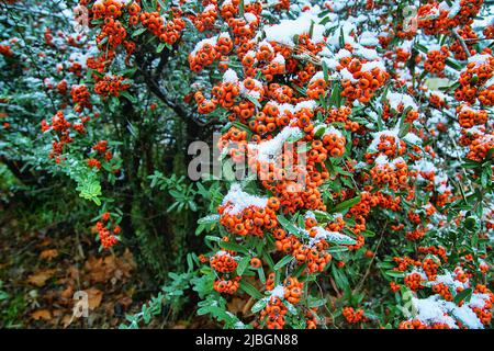 Egyptian thorn, Christ's thorn (Pyracantha coccinea) prickly evergreen ...