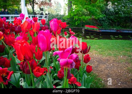 Blossoming Tulips in Amsterdam during spring season - multicolored ...