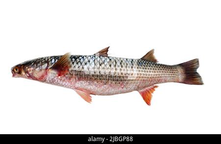 Red-finned mullet (Mugil soiuy, Redlip mullet (Liza haematocheilus ...
