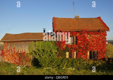 The rustic little snug cottage is covered with autumn red ivy ...