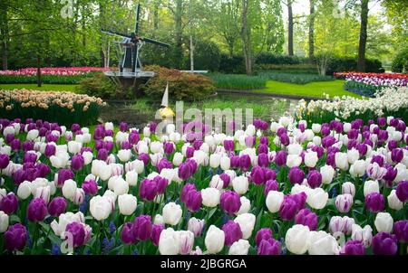 Blossoming Tulips in Amsterdam during spring season - multicolored ...