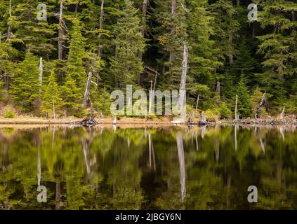 Reflection of temperate rainforest on pond in Southcentral Alaska Stock ...