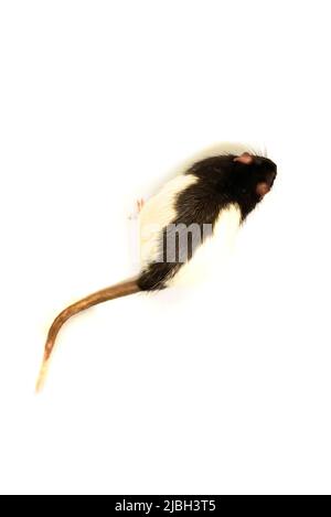A rat seen from above Stock Photo - Alamy