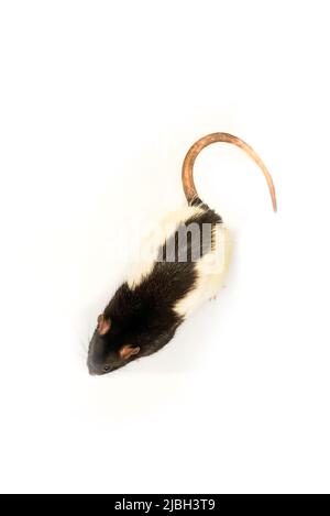 A rat seen from above Stock Photo - Alamy