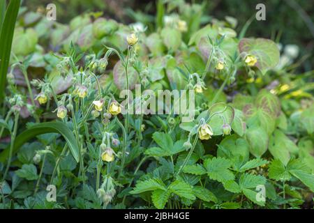 Geum 'Lemon Drops' (avens) with Epimedium x versicolor 'Sulphureum ...