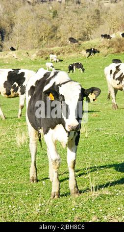 Cows grazing in the landscape of the Osona region, Barcelona, Catalunya ...