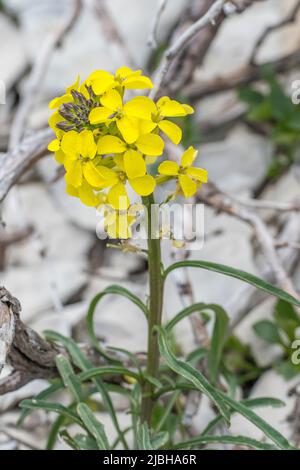 Swiss treacle mustard, Erysimum rhaeticum, in flower, in the Swiss Alps ...