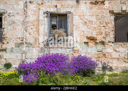 Matthiola incana, its common names include Brompton stock, common stock ...
