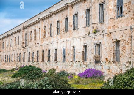 Matthiola incana, its common names include Brompton stock, common stock ...