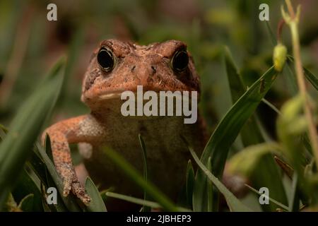 Southern Toad (Anaxyrus terrestris Stock Photo - Alamy