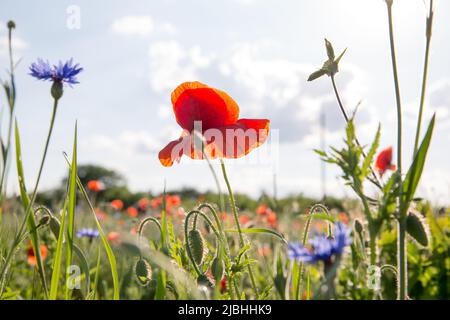 Landscape with blooming red poppies and cornflowers. Red poppy flowers ...