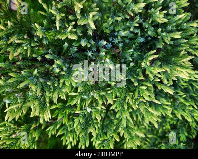 Green juniper branches on blurred background Stock Photo - Alamy