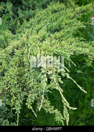 Green juniper branches on blurred background Stock Photo - Alamy