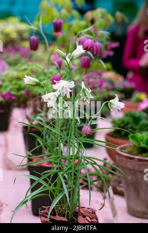 Fritillaria bucharica blossoms in the garden in spring Stock Photo - Alamy