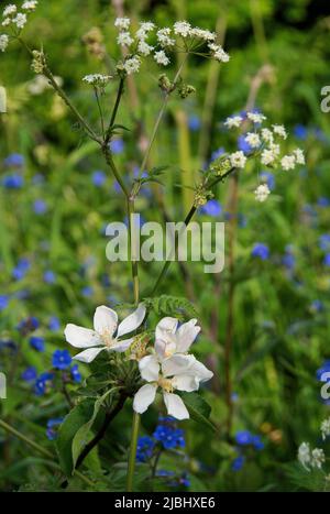 Apple 'Worcester Pearmain' Stock Photo - Alamy