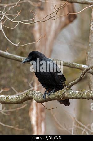 The American Crow is a common anmd intellegent bird found throughout ...