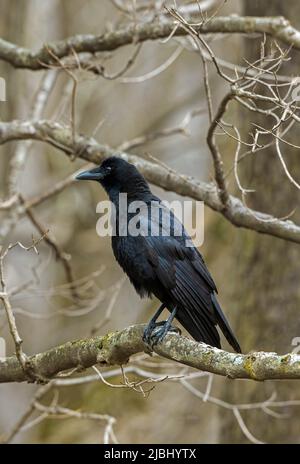 The American Crow is a common anmd intellegent bird found throughout ...