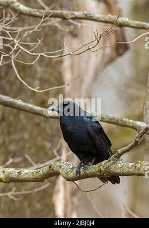 The American Crow is a common anmd intellegent bird found throughout ...