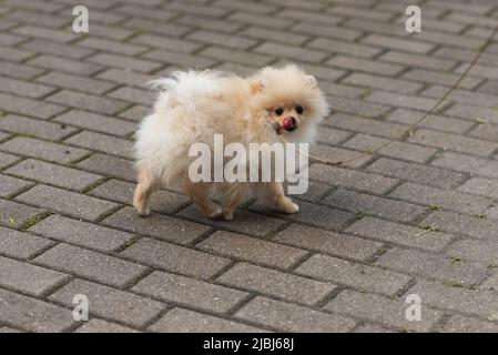 Beautiful spitz, beige color, with fluffy fleece, on a thin leash. High ...