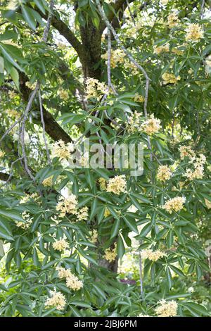 Flowers of an Aesculus 'Autumn Splendor' buckeye tree Stock Photo - Alamy