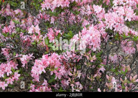 Rhododendron 'Candy Lights' azalea Stock Photo - Alamy