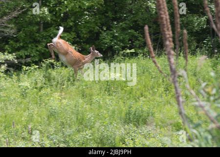 White tailed Deer bounding forward escaping a predator Stock Photo - Alamy