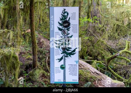 Grandpa Capilano. Capilano River Regional Park. North Vancouver, BC ...