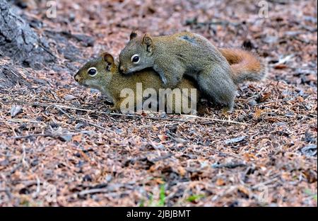 Two red squirrels "Tamiasciurus hudsonicus", mating on the forest floor ...