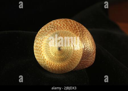 Pale tiger shell (Maurea selecta Stock Photo - Alamy