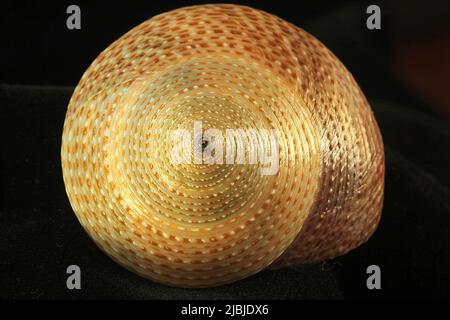 Pale tiger shell (Maurea selecta Stock Photo - Alamy