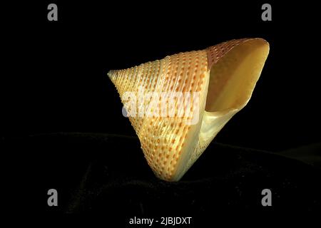 Pale tiger shell (Maurea selecta Stock Photo - Alamy