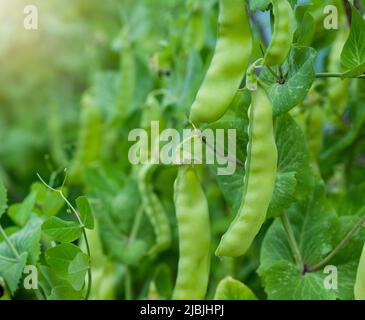 A closeup shot of fresh green peas and cut carrots Stock Photo - Alamy