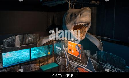Mooloolaba, Queensland, Australia - Giant shark jaws exhibited in SEA ...