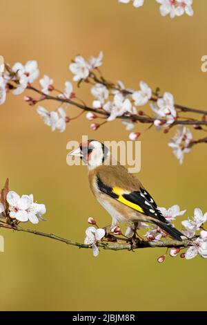 European goldfinch (Carduelis carduelis) adult bird singing on a garden ...