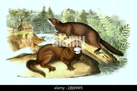 American mink (Mustela vison) or mink (Neogale vison) (Syn.: Neovison ...