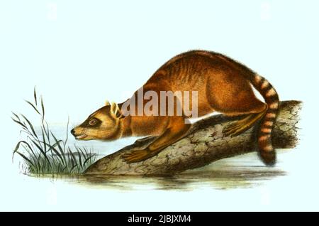 Crab-eating Raccoon, South American Raccoon, Procyon Cancrivorus, Mato ...