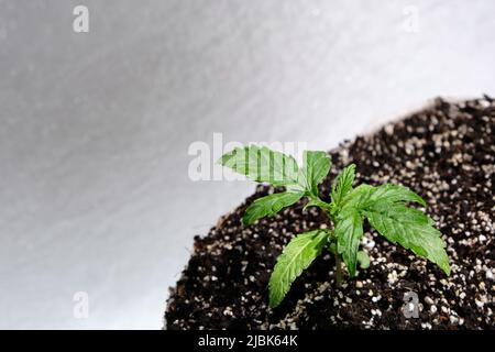 Cannabis sprout in a grow box, macro view. Small marijuana plant in a ...