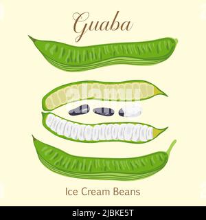 Illustration with tropical fruit open pod guaba, guama Inga edulis ...