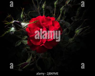 Single blooming red rose with a lot of copy space , rose for holidays ...