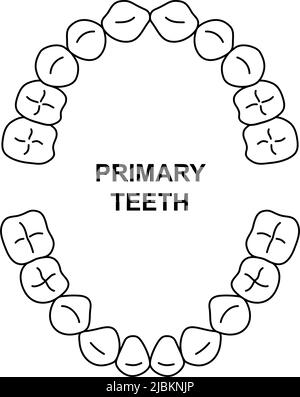 Primary tooth arrival chart. Child teeth dentition anatomy. Primary ...