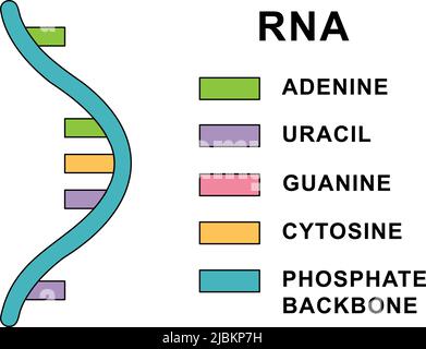 Ribonucleic acid molecule spiral with RNA nucleobases molecular ...