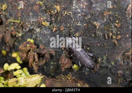 Springtail in natural environment Stock Photo - Alamy